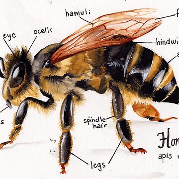 "Honey Bee Anatomy Chart" Postcard for Sale by Melissa Robinson | Redbubble