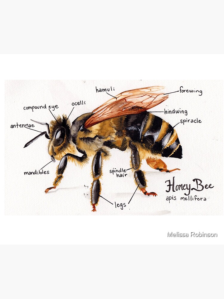 Bee Anatomy Poster Bee Anatomy Insect Free Photo On Pixabay