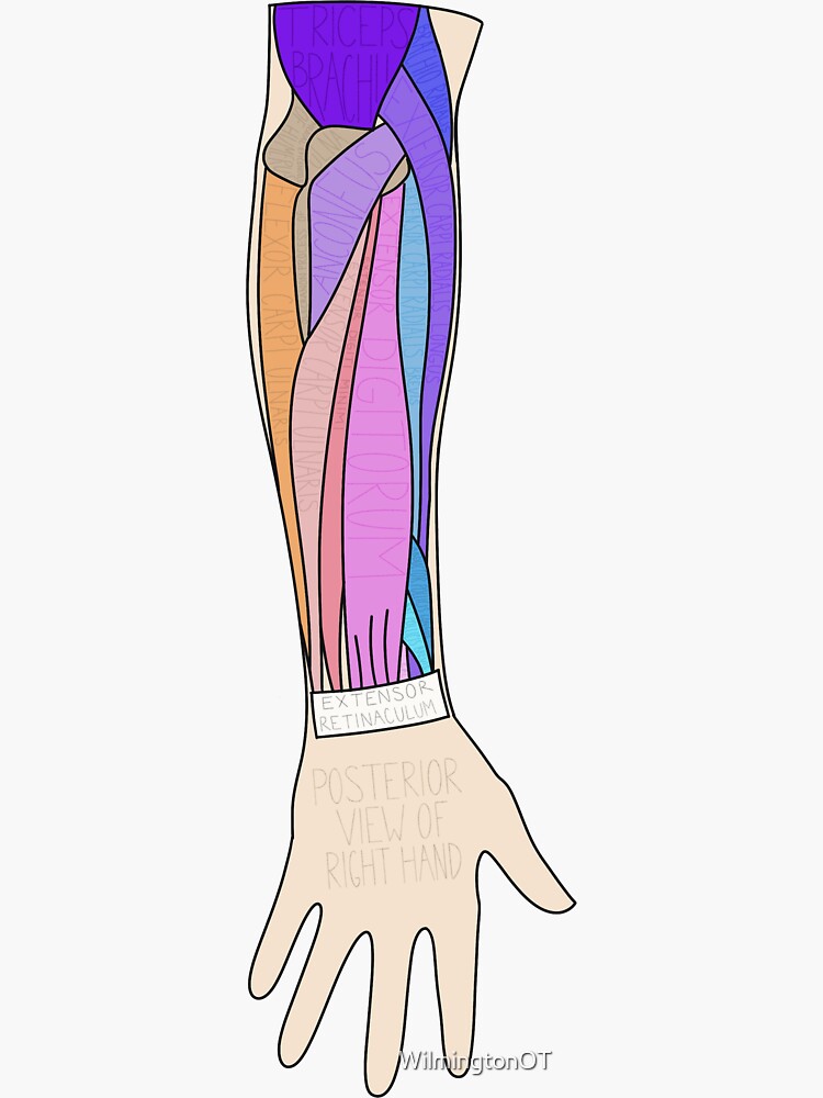 "Extensors of the Forearm" Sticker for Sale by WilmingtonOT | Redbubble
