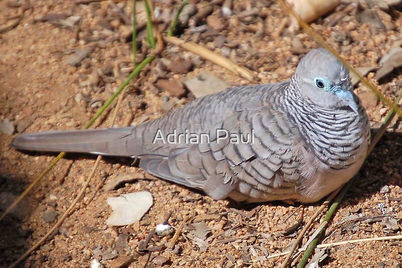 "Peaceful Dove, Northern Territory, Australia" by Adrian Paul | Redbubble
