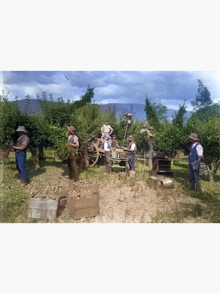 "1900s Apple Pickers in Rural Tasmania " Sticker for Sale by taspaul ...
