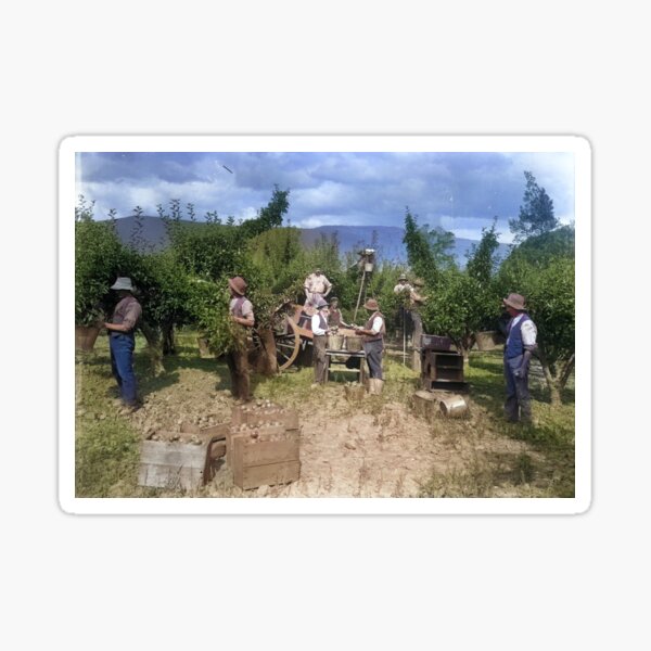 "1900s Apple Pickers in Rural Tasmania " Sticker for Sale by taspaul ...