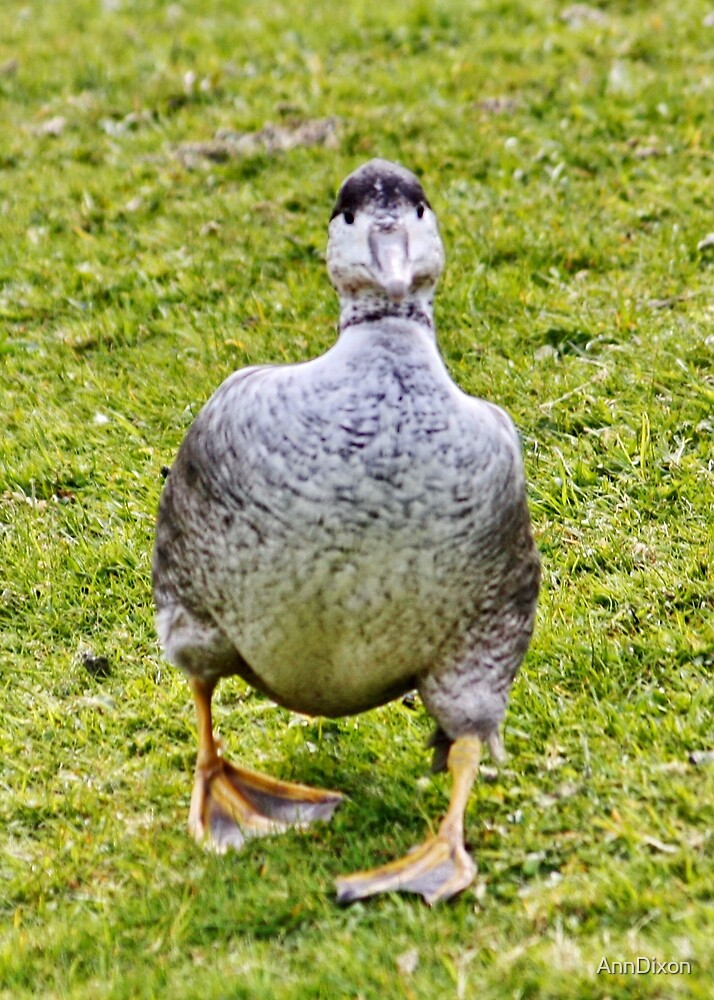 "Waddle Waddle" by AnnDixon | Redbubble