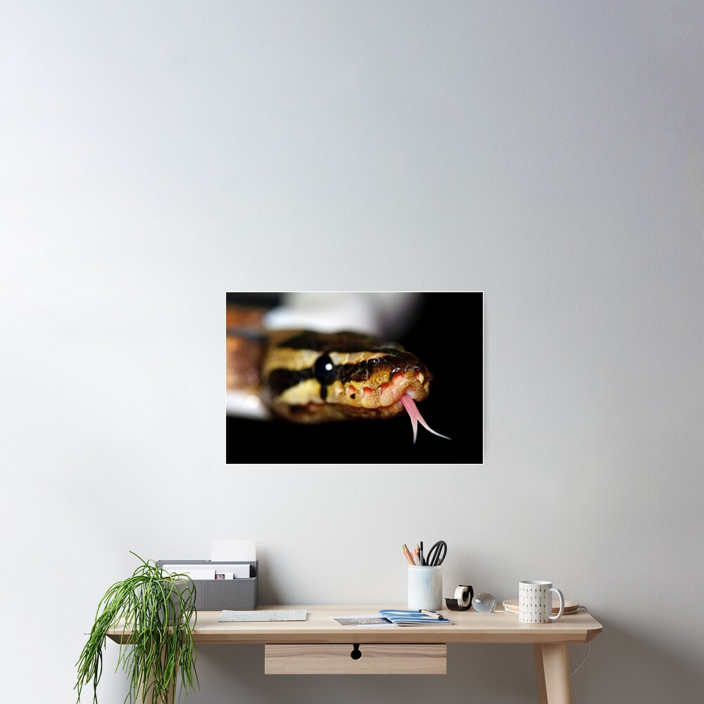 "Royal Python" Poster by YussefRafik | Redbubble
