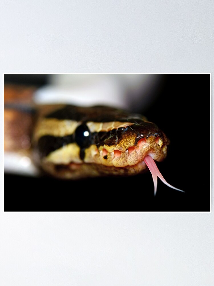 "Royal Python" Poster by YussefRafik | Redbubble