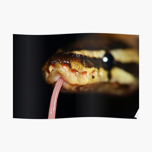 "Royal Python" Poster for Sale by YussefRafik | Redbubble