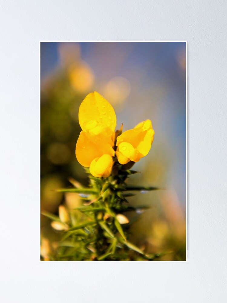 "Gorse" Poster for Sale by JEZ22 | Redbubble