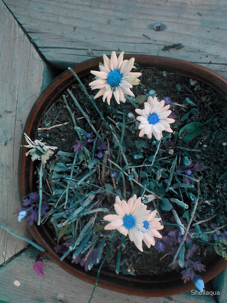 "white blue mums 01/05/18" Sticker for Sale by Shellaqua | Redbubble