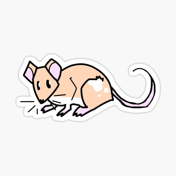 "Orange & White Rat" Sticker for Sale by todaysbird | Redbubble
