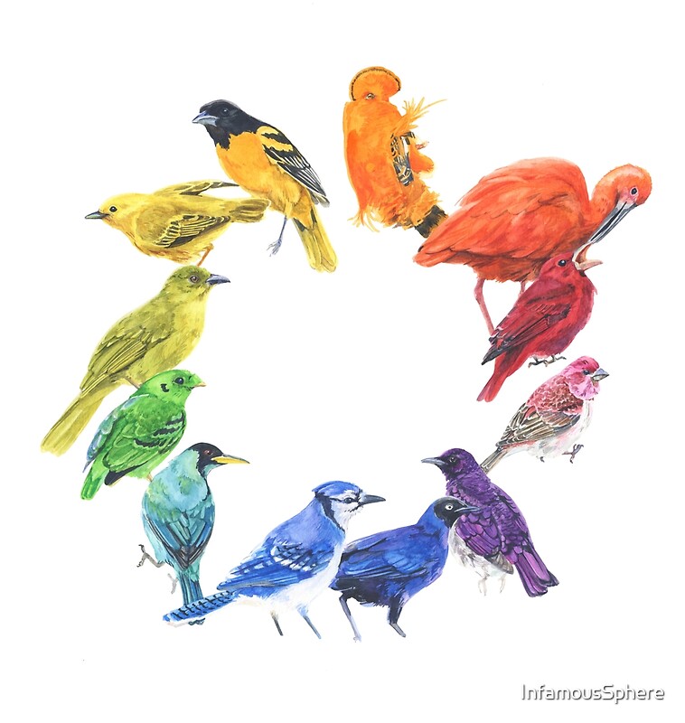 "Bird colour wheel" by InfamousSphere | Redbubble