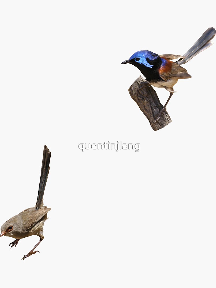 "Variegated Fairy-wren pair" Sticker for Sale by quentinjlang | Redbubble