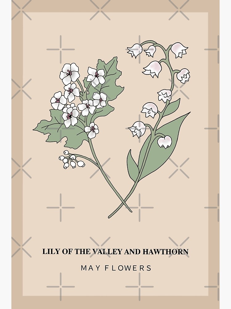 "May Birth Flowers: Lily of The Valley and Hawthorn" Poster for Sale by Malena HM | Redbubble
