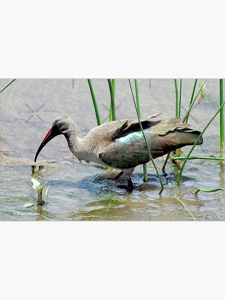 "HADEDA IBIS – Bostrychia hagedash – HADEDA" Framed Art Print by mags ...