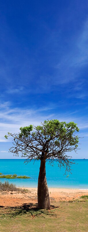 "Boab Tree, Broome" by Michael Bates | Redbubble