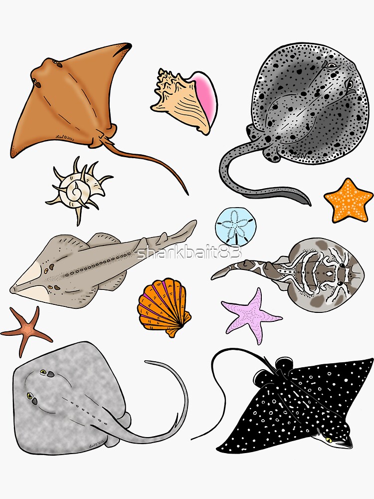 "Rays" Sticker for Sale by sharkbait83 | Redbubble