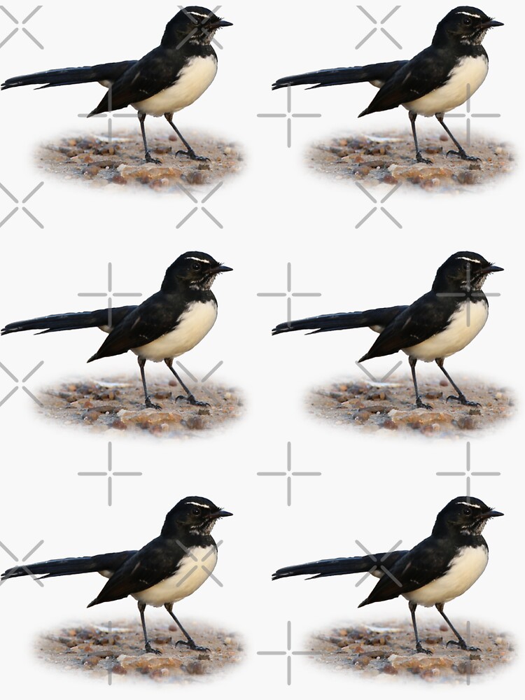 "Willy Wagtail" Sticker for Sale by STHogan2 | Redbubble