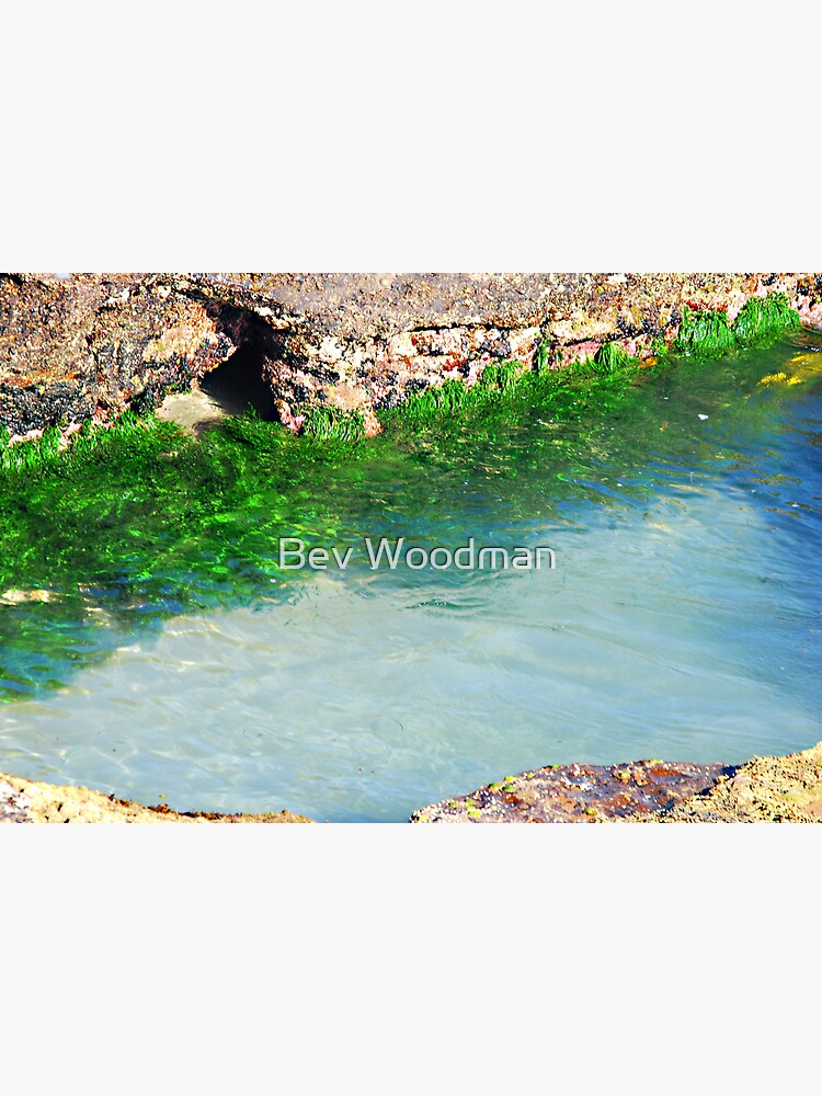 "The Rock Pool Forest - Caves Beach" Poster by BevW | Redbubble