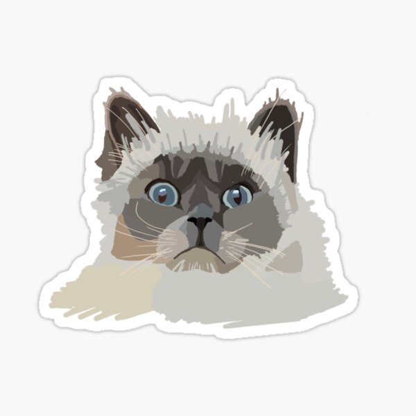 "Rag doll kitten" Sticker for Sale by ThePolymetis | Redbubble