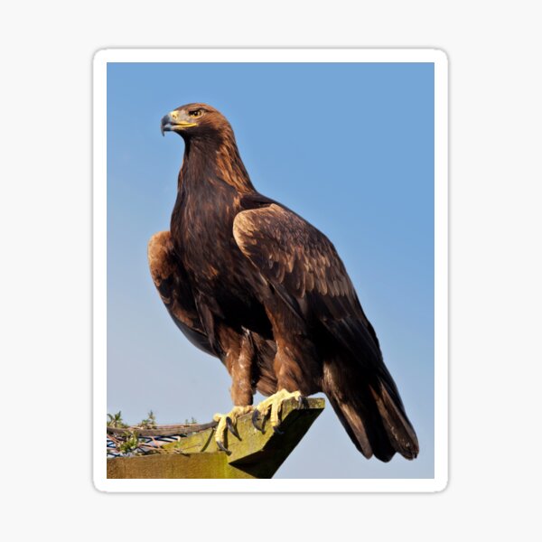 "Claws (Golden Eagle)" Sticker for Sale by KrysBailey | Redbubble