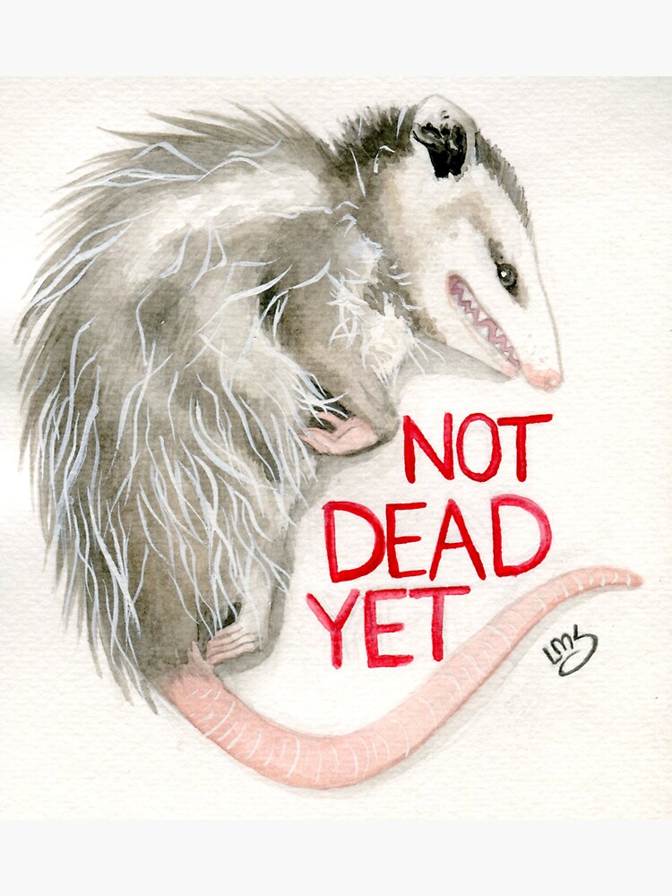 Dead Possum Memes The Best Possum Memes :) Memedroid
