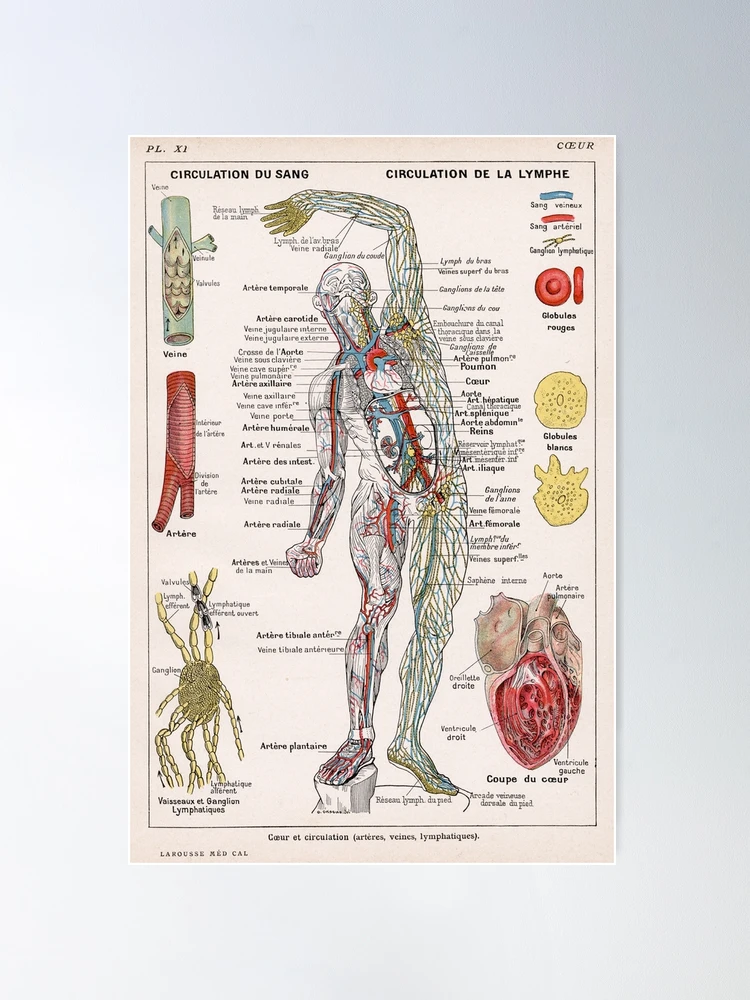 Circulatory System Arteries Veins Lymphatics Poster