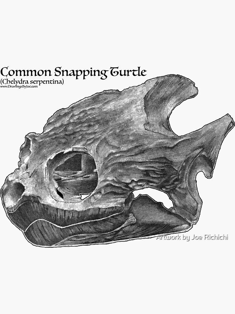"Common Snapping Turtle Skull" Sticker for Sale by Artworkbyjoe | Redbubble