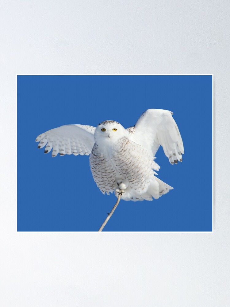 "All hail to the goddess" Poster for Sale by locustgirl | Redbubble