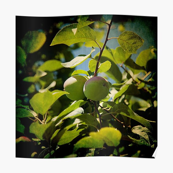"Apple tree" Poster for Sale by milieva | Redbubble