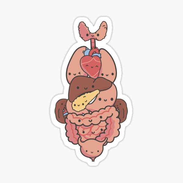"Kawaii anatomy internal organs Cute Organ Anatomy" Sticker for Sale by ...