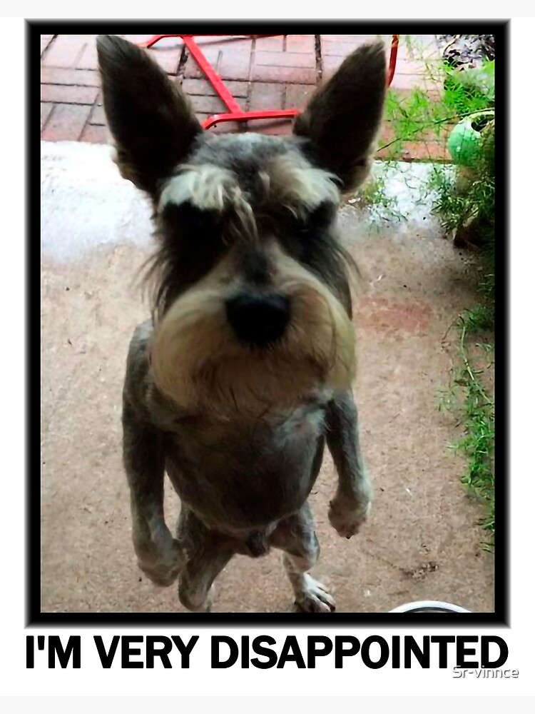 Disappointed Puppy Meme