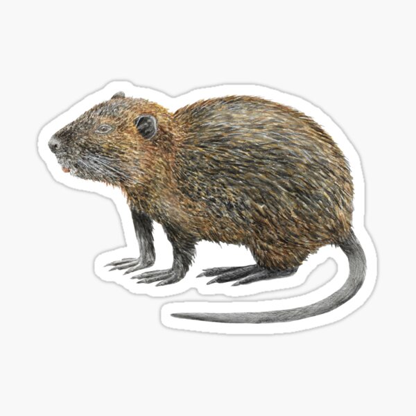 "Coypu (Myocastor coypus)" Sticker by SandraHaro | Redbubble