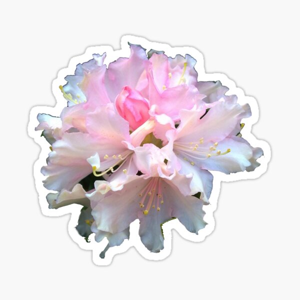 "hydrangea." Sticker for Sale by robelf | Redbubble