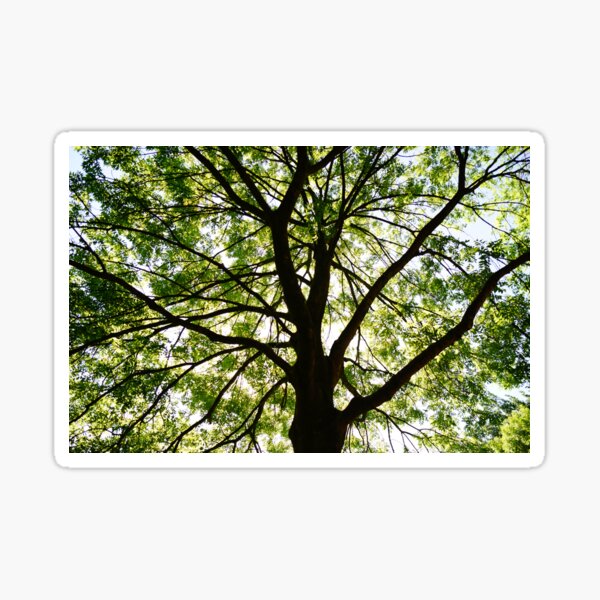 "An old beautiful Tree" Sticker for Sale by rys-arts | Redbubble