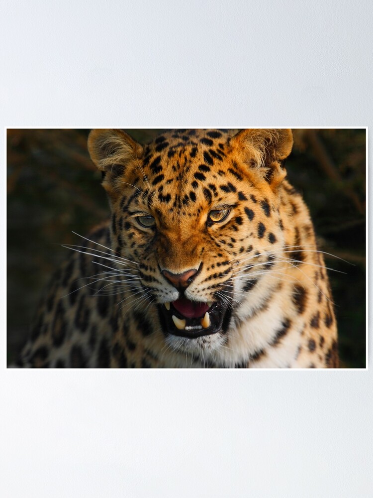 "Amur Leopard" Poster by SWEEPER | Redbubble