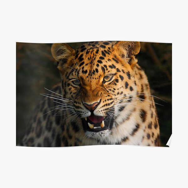 "Amur Leopard" Poster by SWEEPER | Redbubble