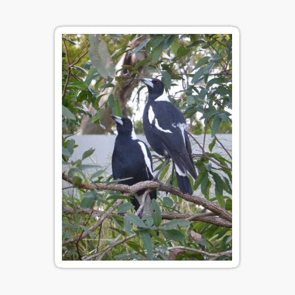 "Magpies Among the Gumtrees" Sticker for Sale by Pamalamala | Redbubble