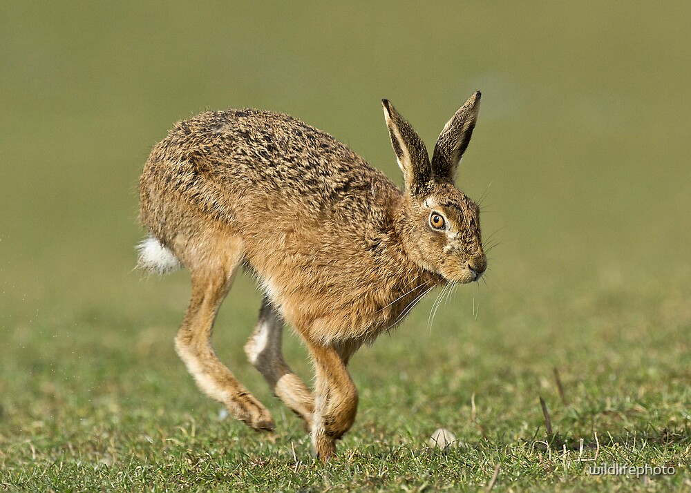 "Running Hare" by wildlifephoto | Redbubble