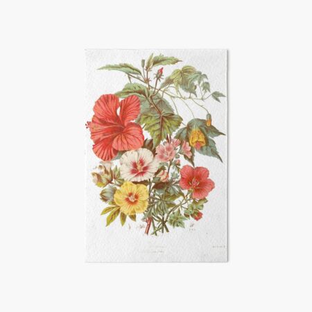 Lámina rígida «Estudios clásicos de flora y fauna No.11 | MALVACEAE ...