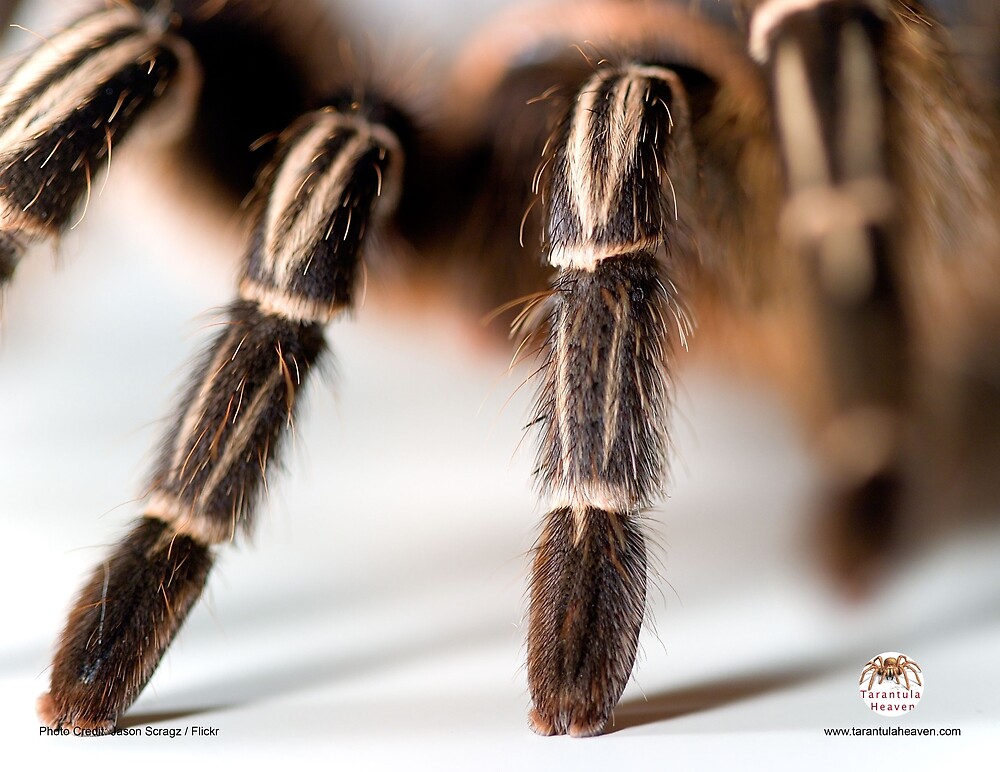 "tarantula spider paws" by tarantulaheaven | Redbubble