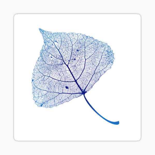 "Vector Poplar Leaf Structure Skeletons with Veins" Sticker by Aenota ...