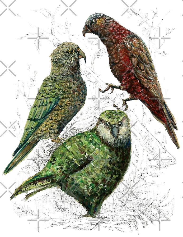 " Three native parrots of New Zealand" by EmilieGeant | Redbubble