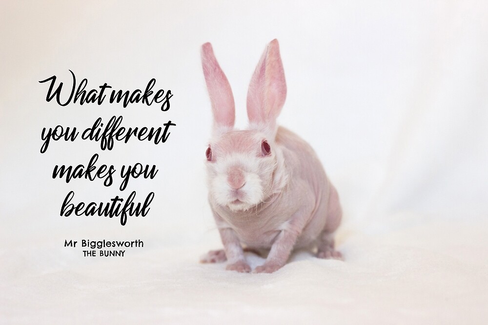 "Mr Bigglesworth the bald rabbit - What makes you different makes you ...
