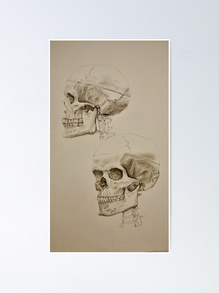 "Anatomical Skull" Poster for Sale by -bianca- | Redbubble