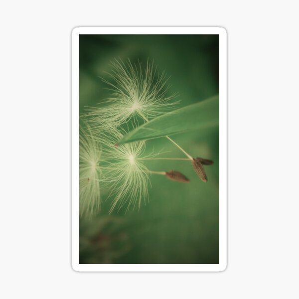 "Dandelion wishes" Sticker for Sale by zkcreartive | Redbubble
