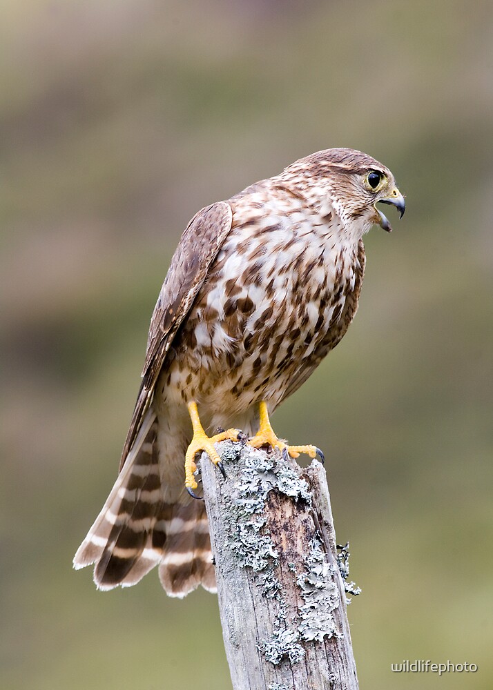 "Female Merlin" by wildlifephoto | Redbubble