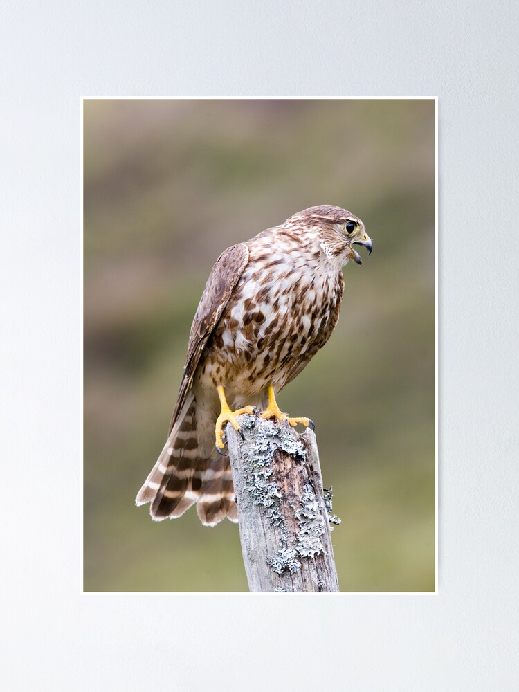 "Female Merlin" Poster by wildlifephoto | Redbubble