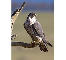 "Peregrine Falcon" by wildlifephoto | Redbubble