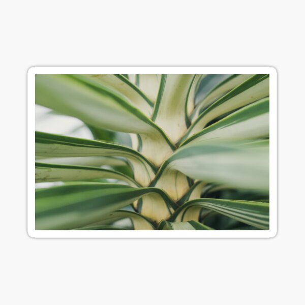 "Yucca" Sticker for Sale by Jacquiamber | Redbubble
