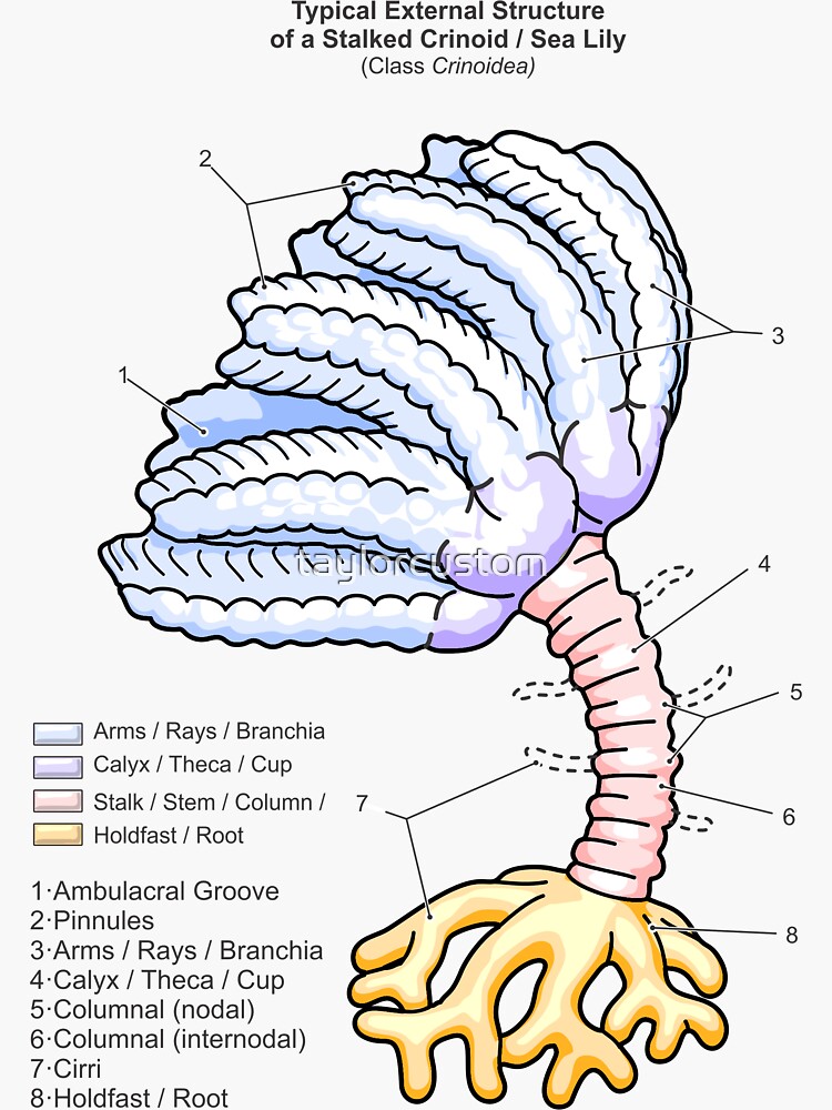 "Fossil Crinoid Anatomy Diagram" Sticker for Sale by taylorcustom ...