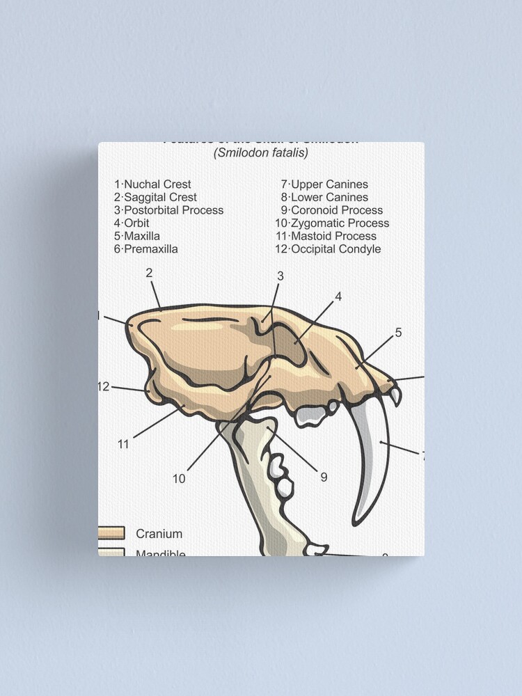 "Smilodon Skull Diagram" Canvas Print for Sale by taylorcustom | Redbubble